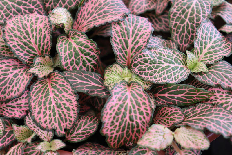 12x Roze planten - Huis-inrichten.com